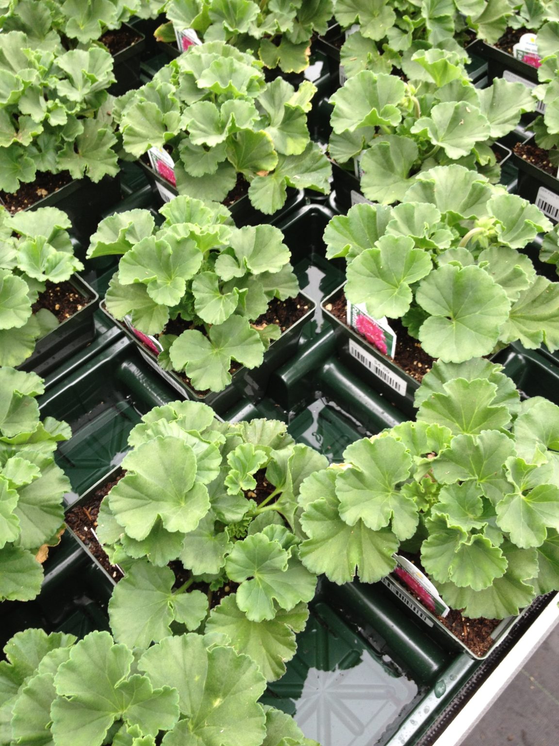 Zonal versus Seed Geraniums – Crocker Nurseries