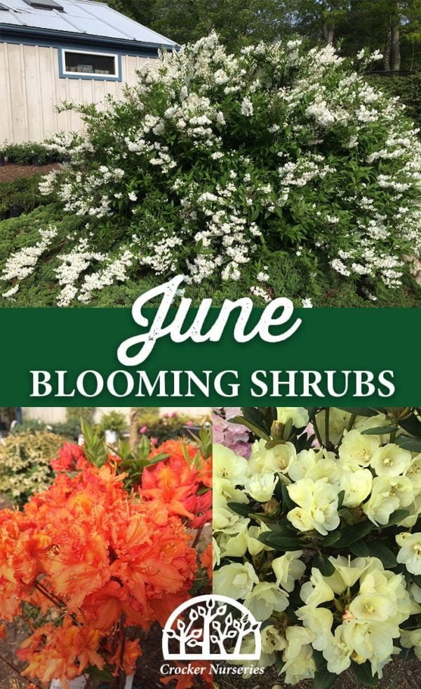 Blooming Shrubs for June – Crocker Nurseries
