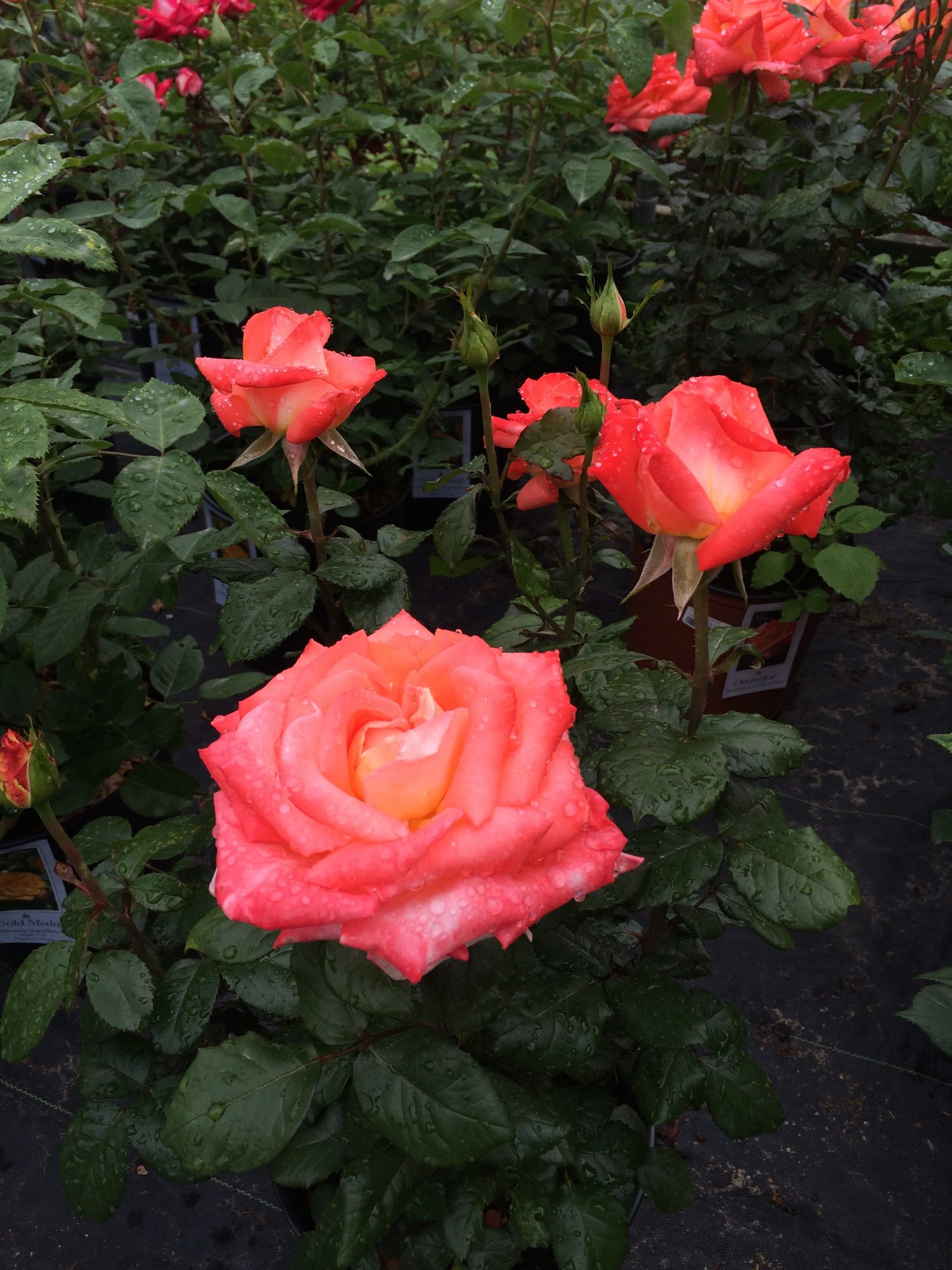 Everything is coming up roses – Crocker Nurseries