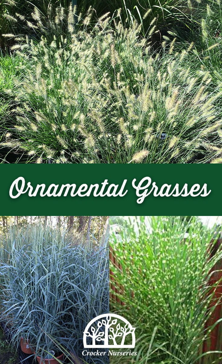 Interesting Varieties of Ornamental Grasses – Crocker Nurseries