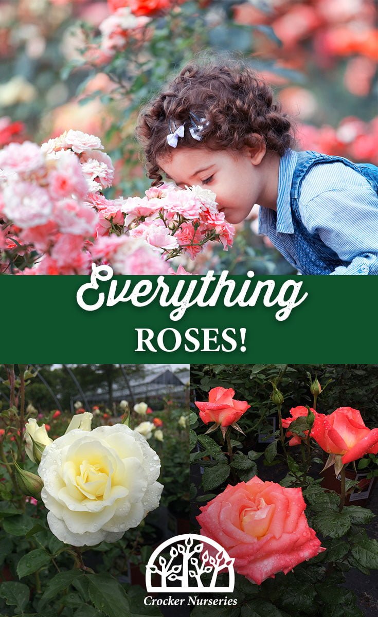 Everything is coming up roses – Crocker Nurseries