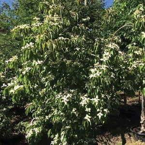 Spectacular June Flowering Trees! – Crocker Nurseries