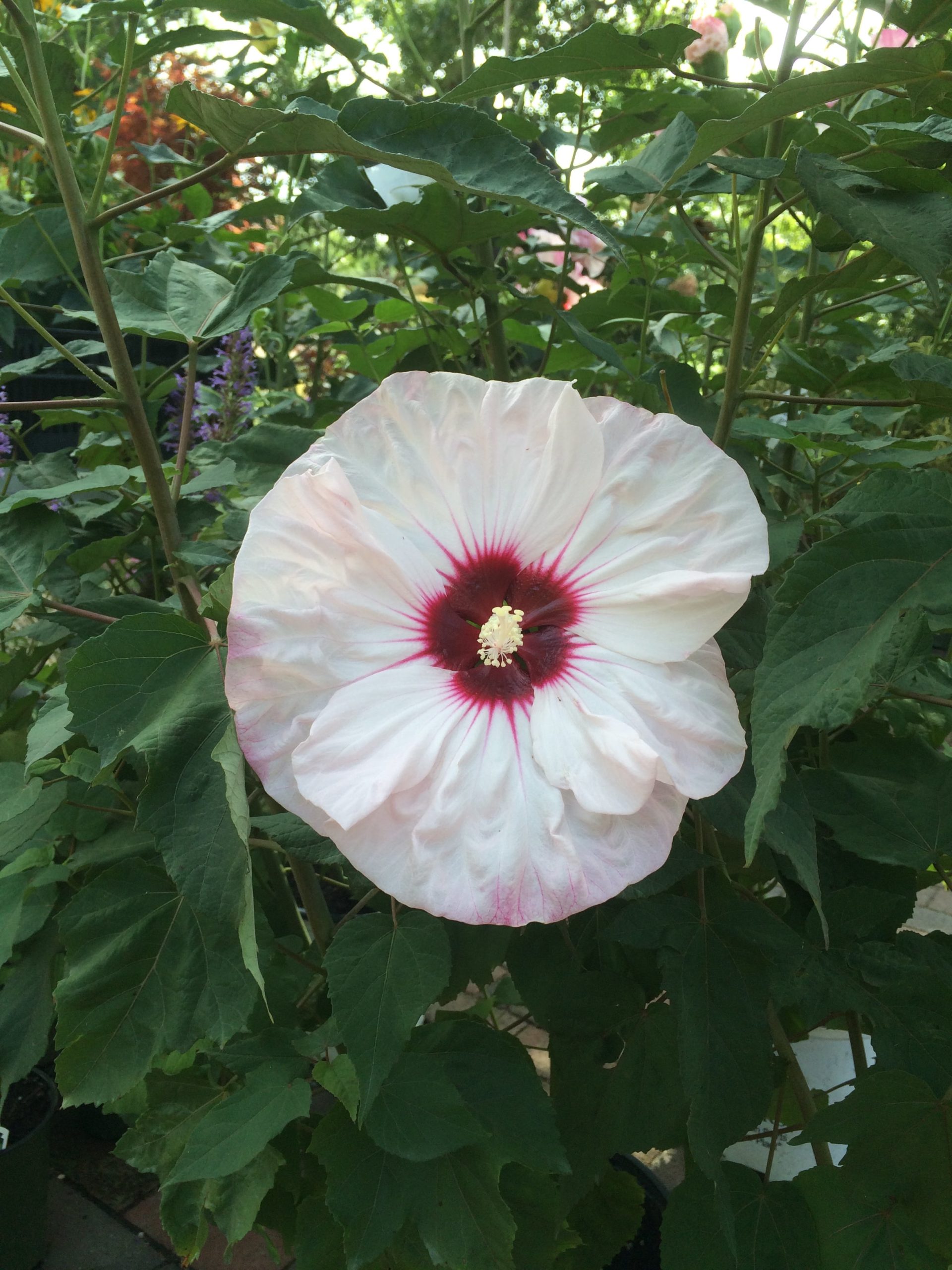 Hardy Hibiscus – Crocker Nurseries