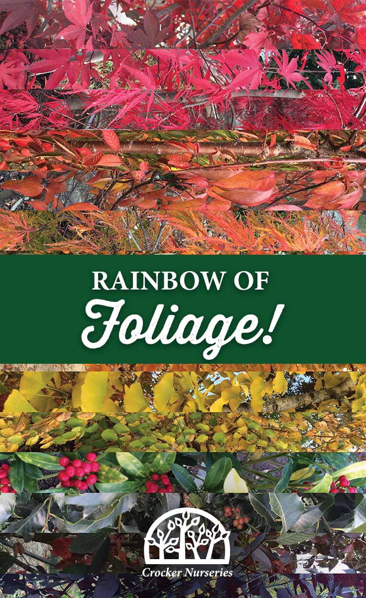 Rainbow of Fall Foliage