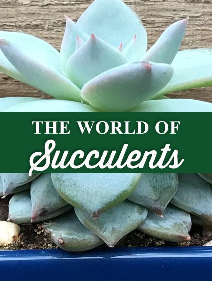 The Wonderful World of Succulents