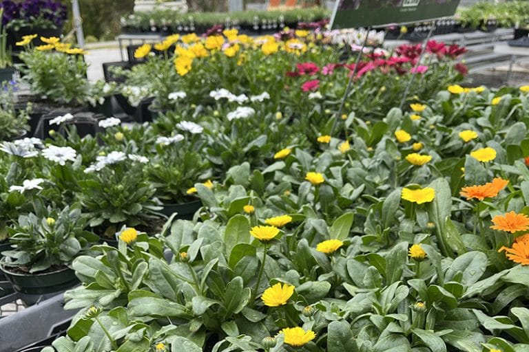 Cold Tolerant Annuals – Crocker Nurseries