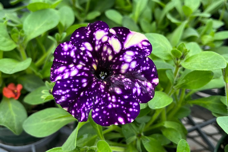 Cold Tolerant Annuals – Crocker Nurseries