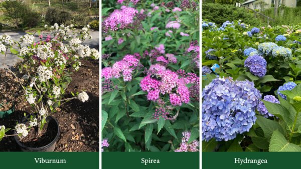 LESSON 5 | Using Color in the Landscape – Crocker Nurseries